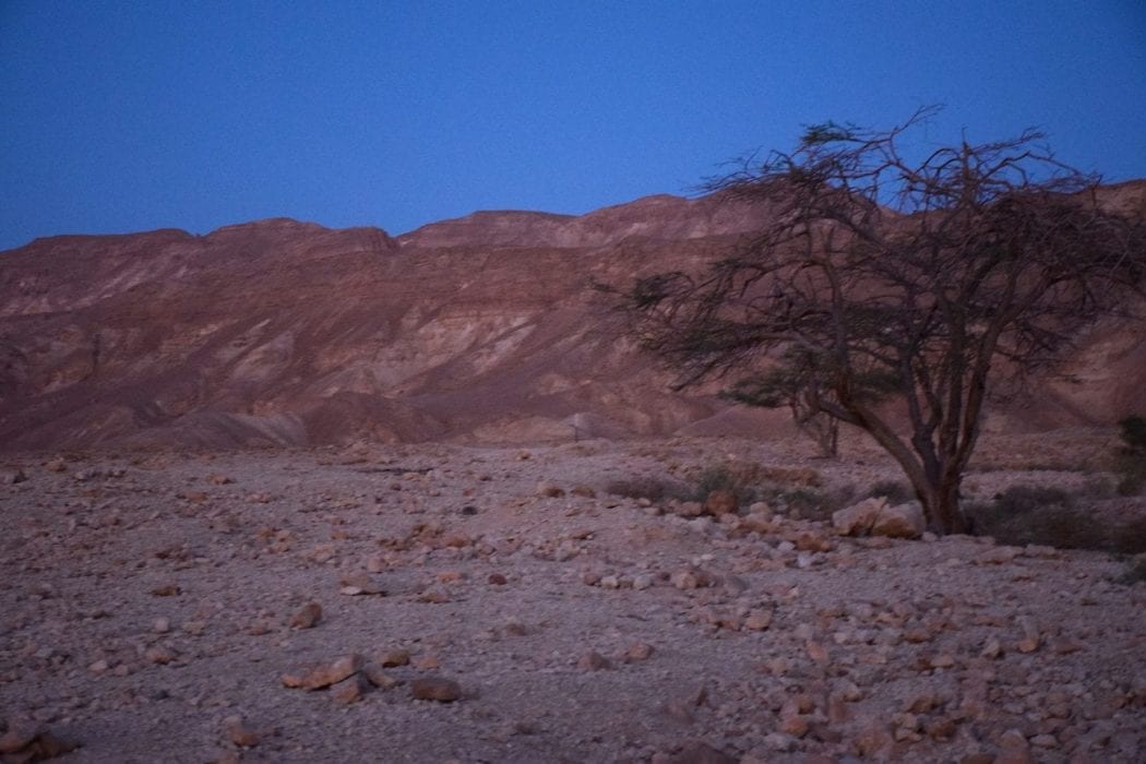Director's Blog - Building bridges not fences - Arava Institute for ...