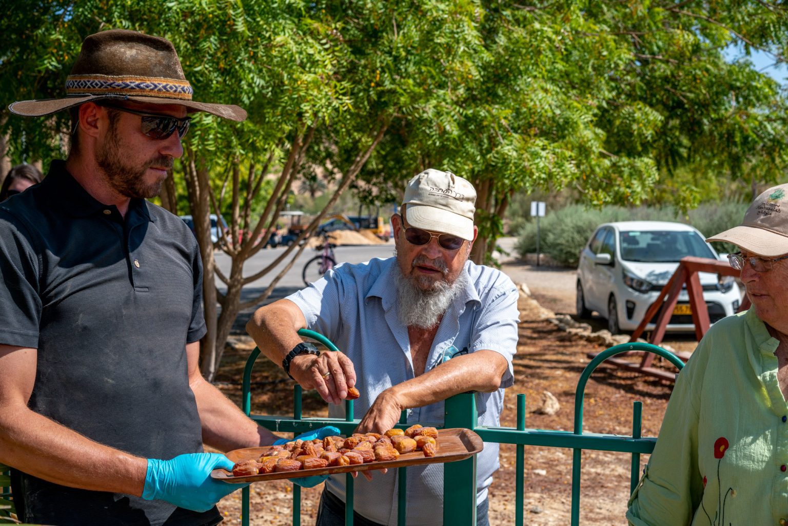 Six new ancient date trees - Arava Institute for Environmental Studies